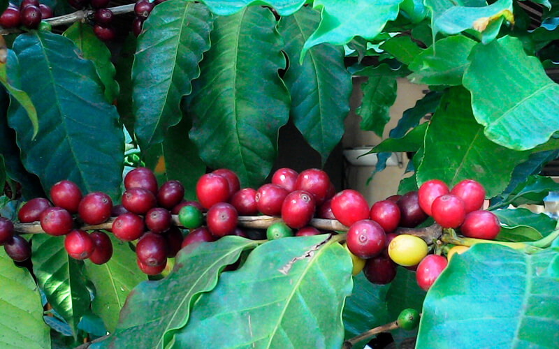 Café de Colombia: una industria con mucha historia